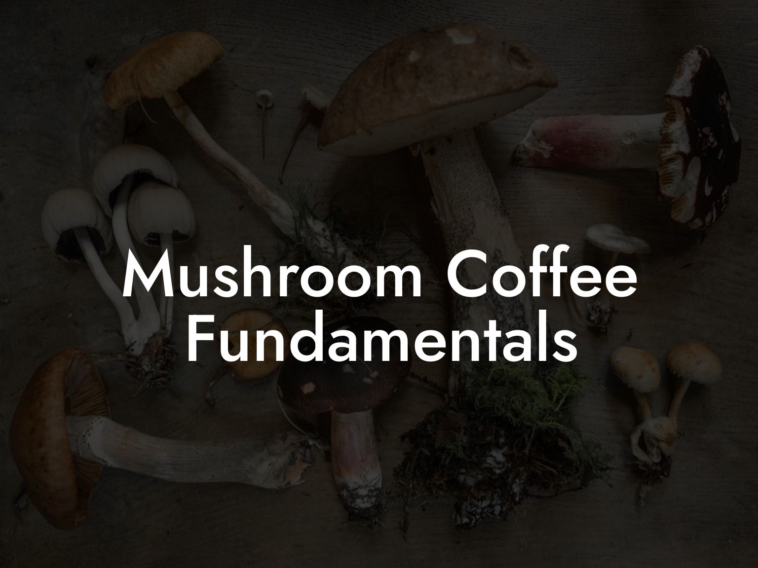 Mushroom Coffee Fundamentals - Mr Mushroom