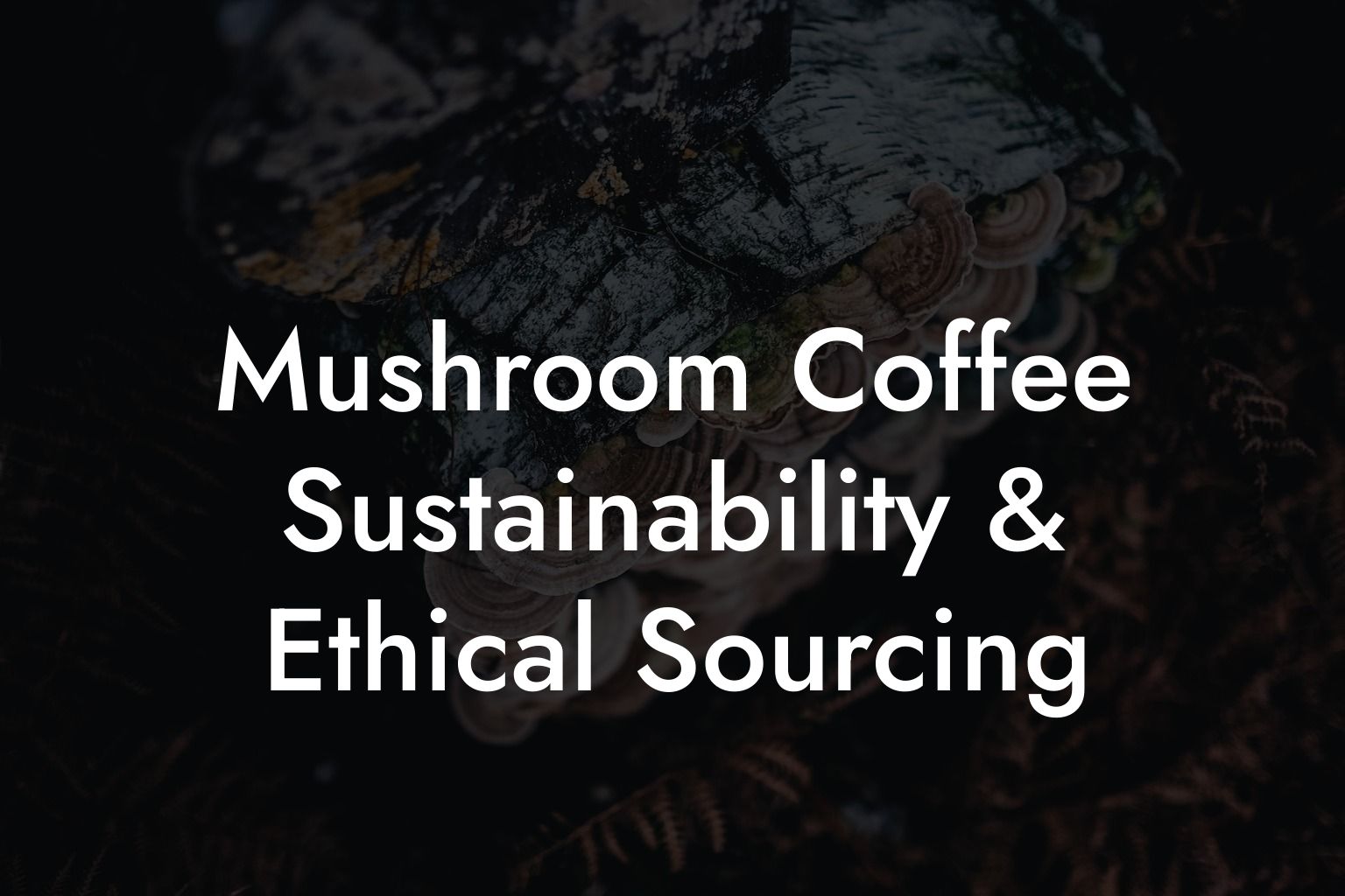 Mushroom Coffee Sustainability & Ethical Sourcing - Mr Mushroom